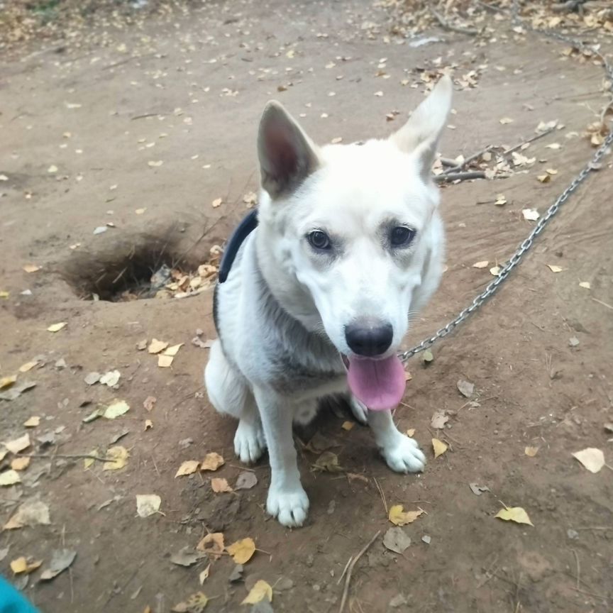 В добрые руки