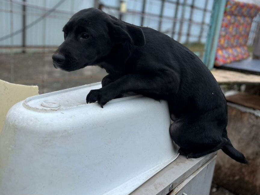 Щенок в приюте