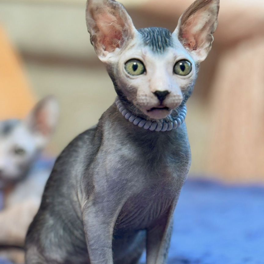 Lykoi.Оборотннь