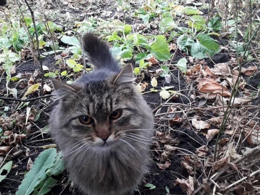 Котик ищет передержку