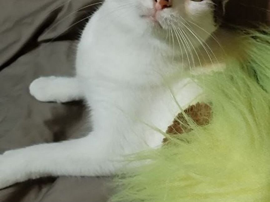 Кошка в добрые ручки