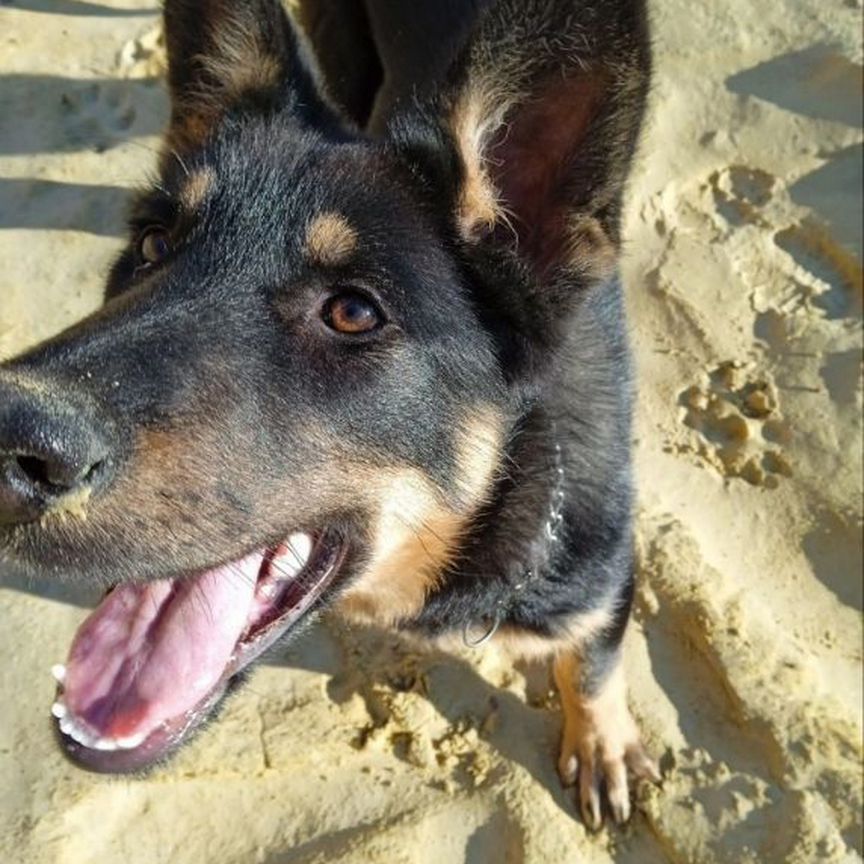 Собаки в добрые руки