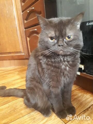 Кот шотландец прямоухий