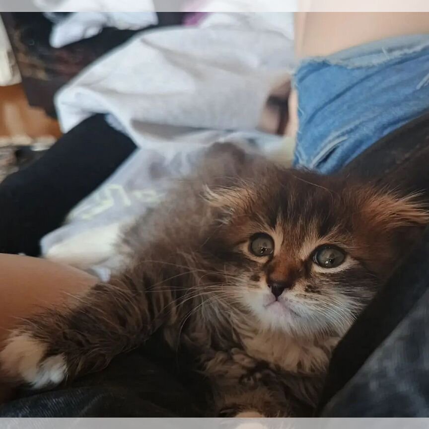 Котёнок в добрые руки