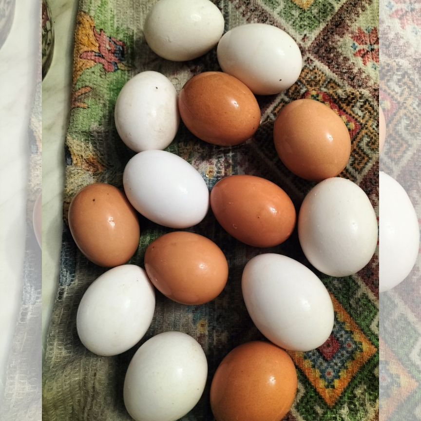 Домашние куриные яйца