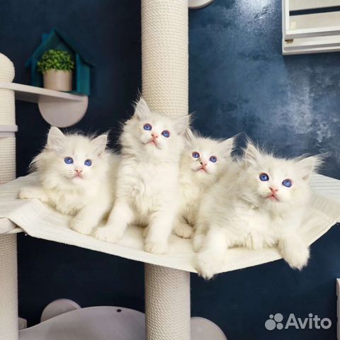 Девчонки рэгдолл с документами