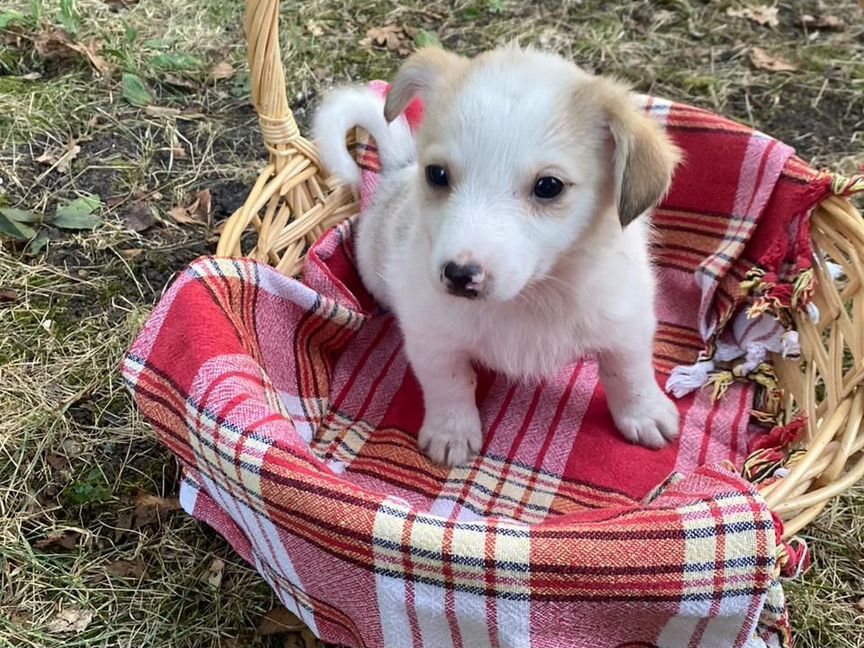 Щенок от маленькой собаки в добрые руки