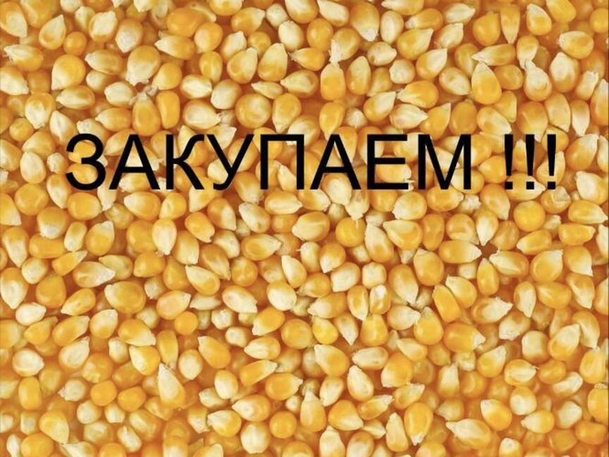 Кукуруза, зерно