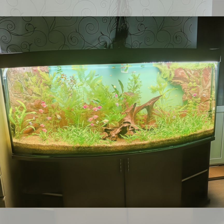 Аквариумные растение