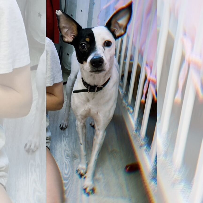 Собака в добрые руки отдам бесплатно