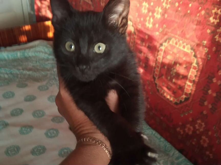 Котята