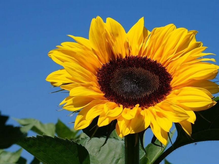 Семечки подсолнечника в мешках