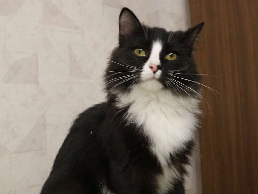 Котенок-девочка Габби., 6 месяцев