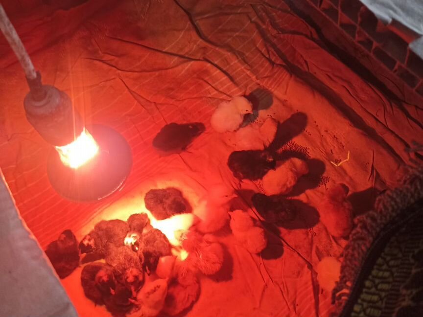 Цыплята суточные мясо яичные