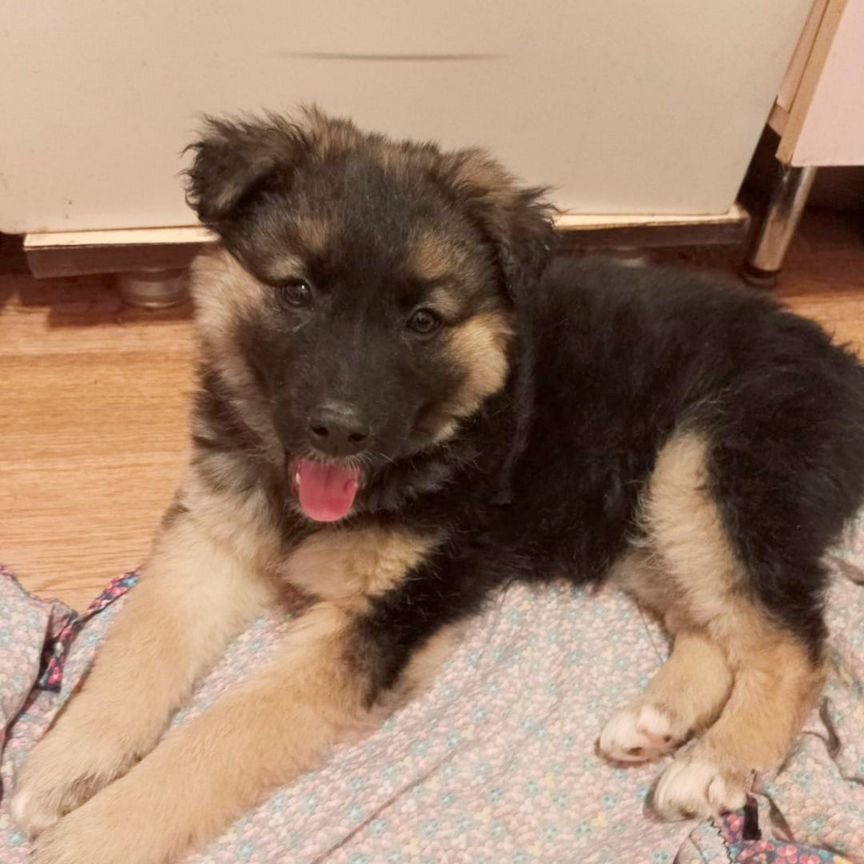 Щенок девочка