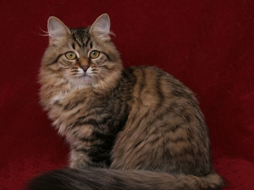 Ласковая сибирская кошка красавица ищет дом