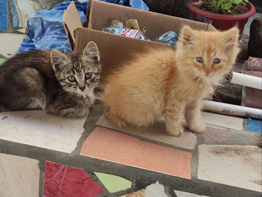 Котята подкидыши