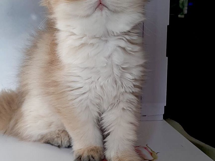 Британский мальчик ny11