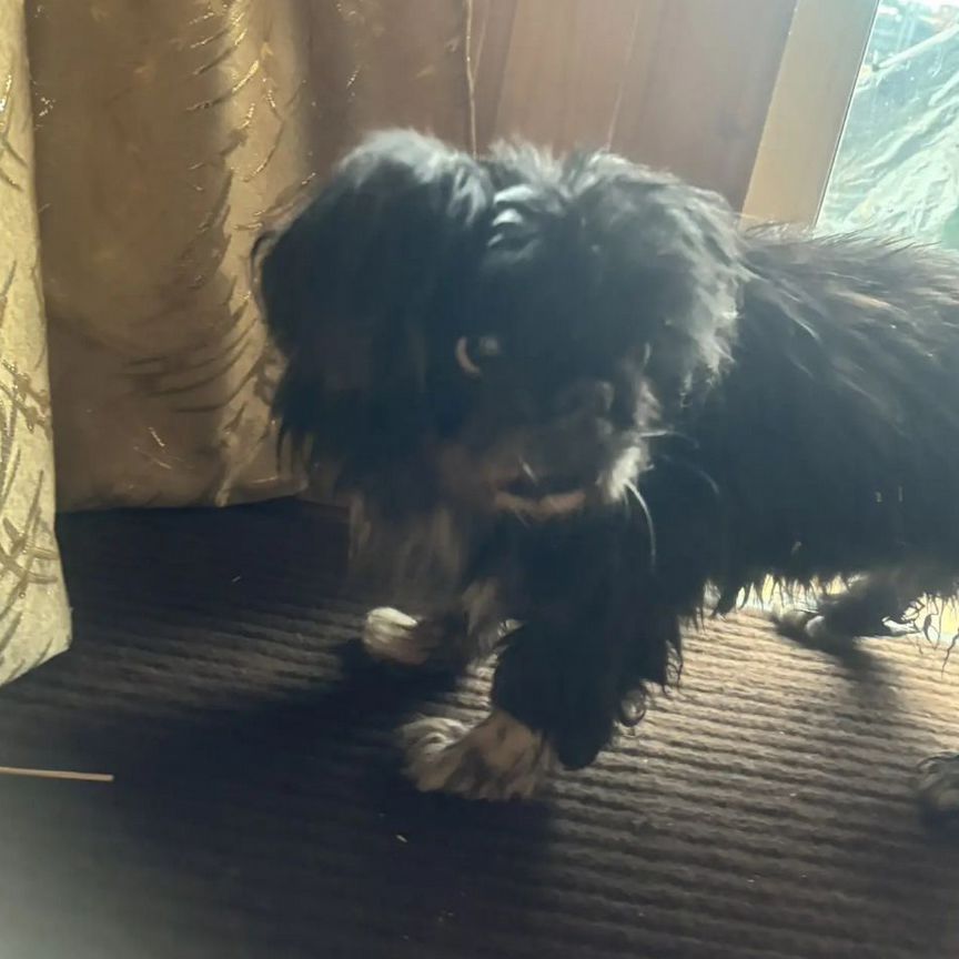 Пекинес, взрослая собака