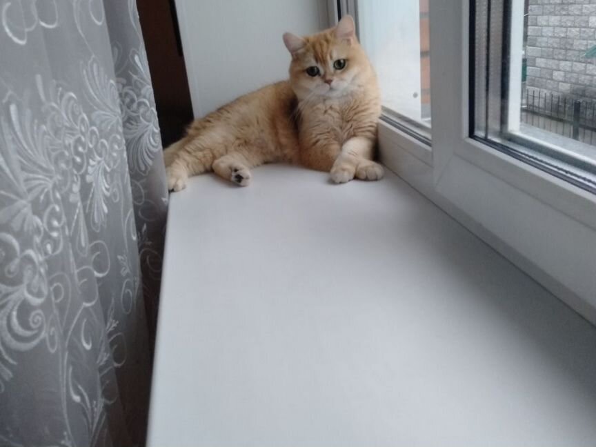Отдам в добрые руки котика 1 год 2 мем