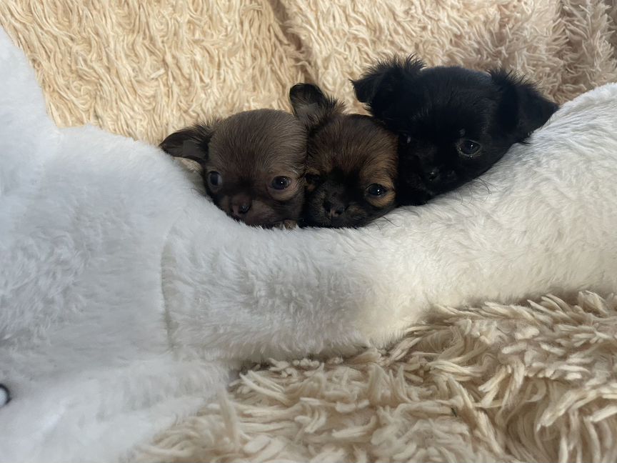 Детишки чихуахуа