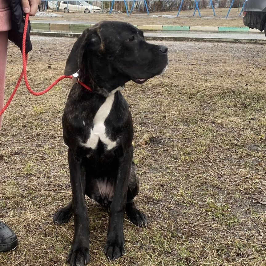 Кане-корсо, щенок