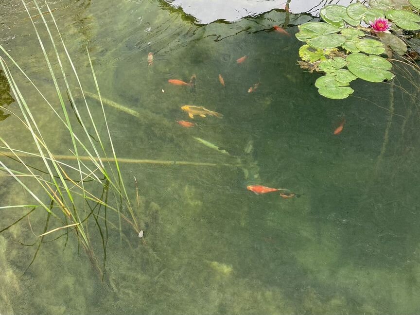 Рыба Комета для аквариума и пруда