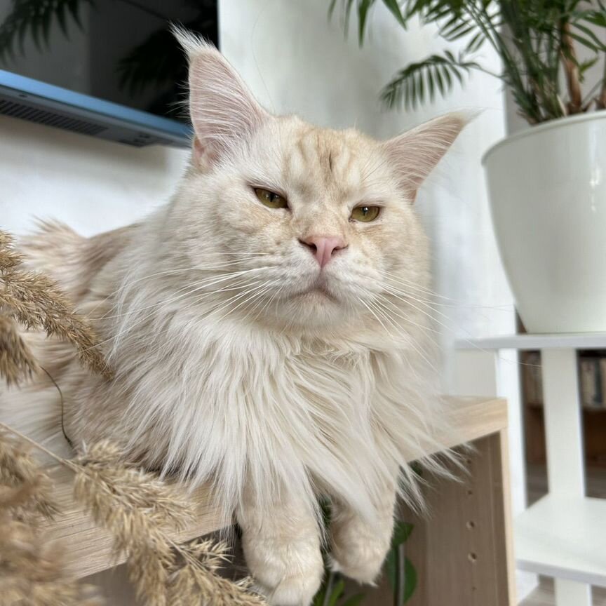 Кот Мэйн Кун в добрые руки