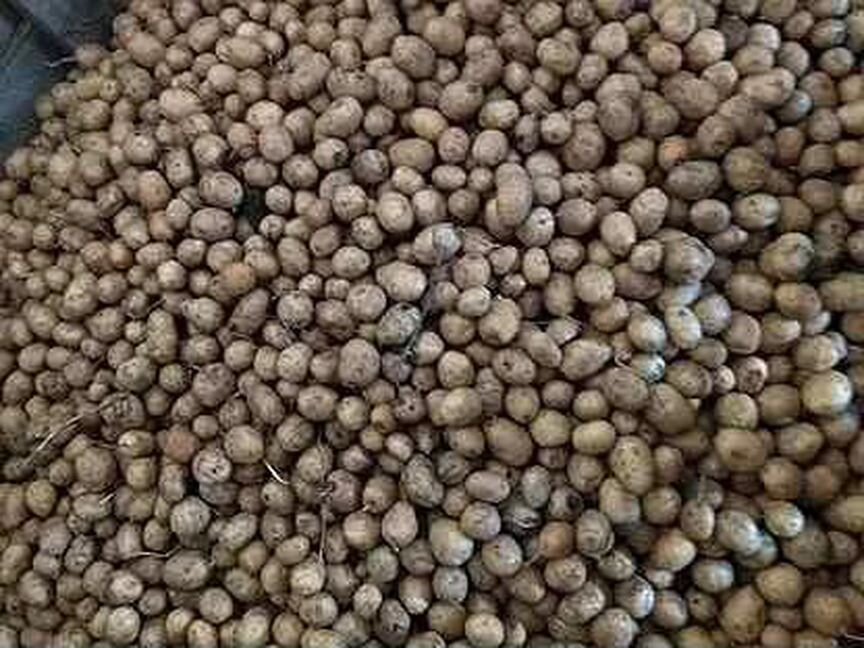 Картошка на корм скоту