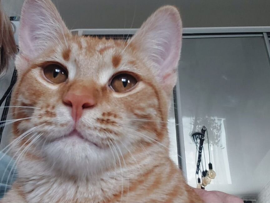 Котик 5 мес