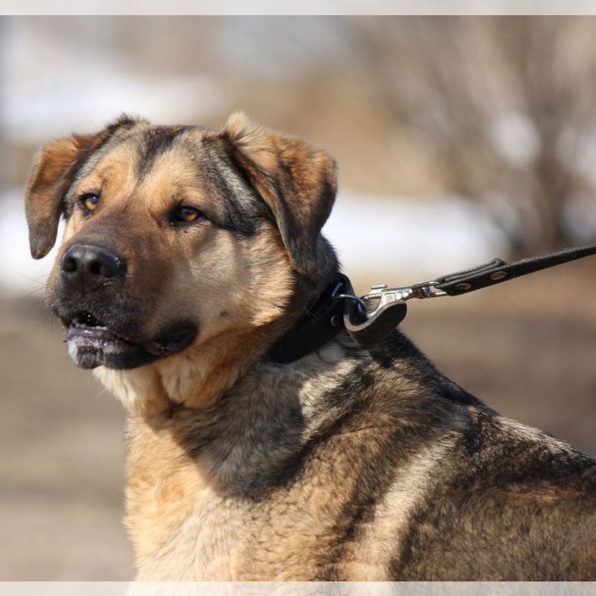 Анатолийская овчарка, взрослый пёс