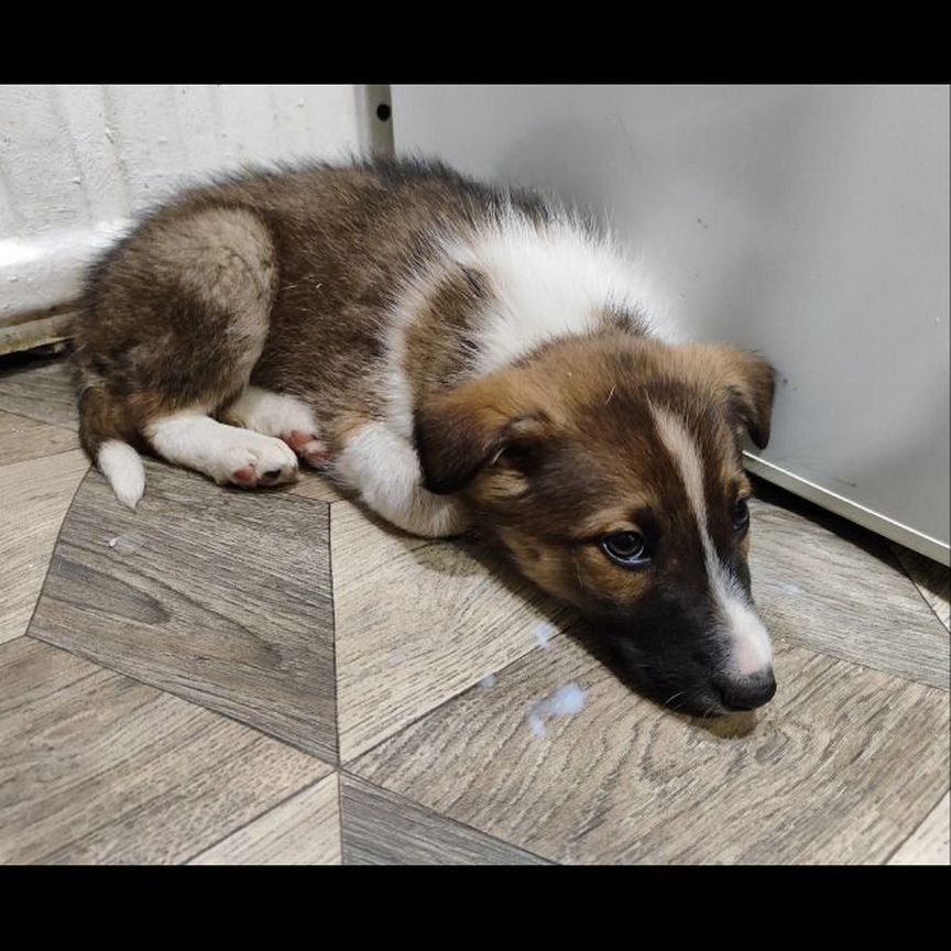 Щенок 3 мес будет до колено средний