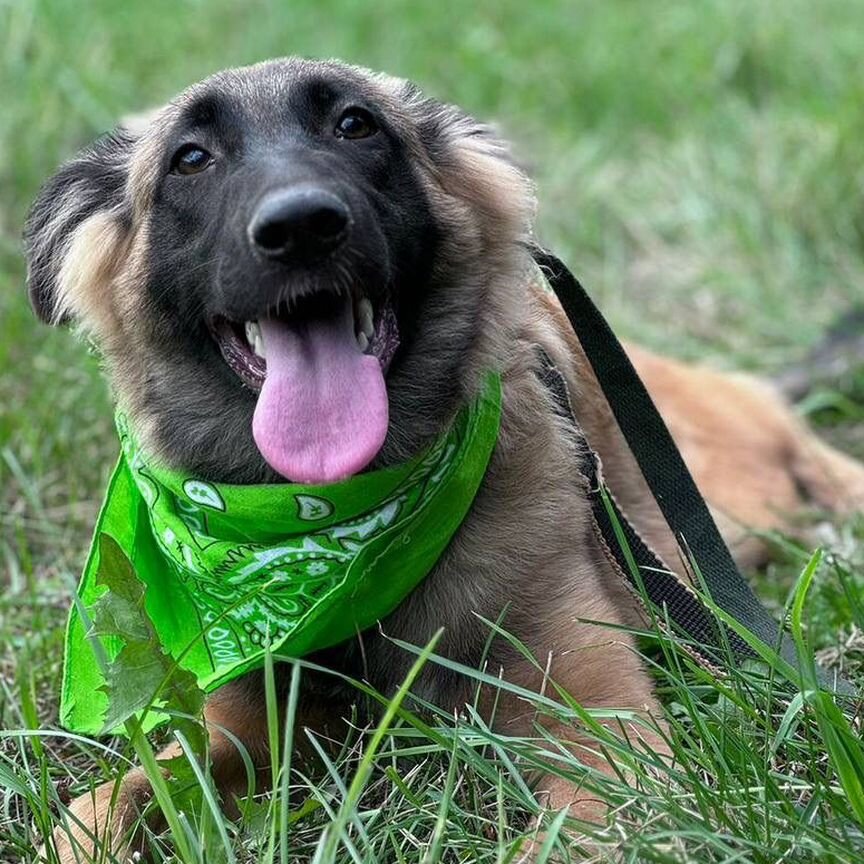 Щеночек Сэнди ищет дом