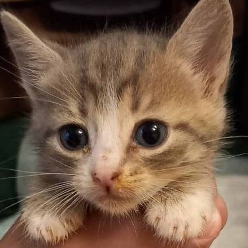 Котенок мальчик