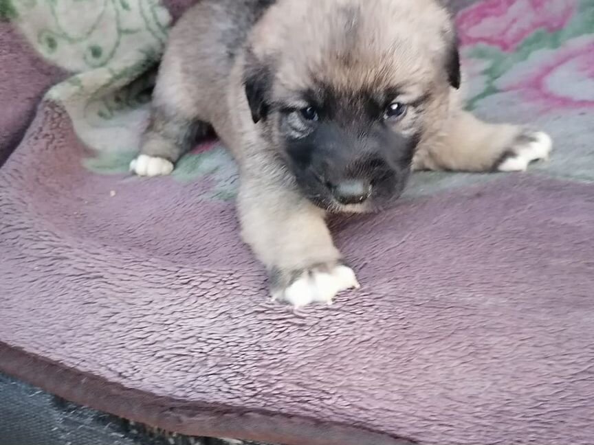 Щеночки-ангелочки на любой вкус и цвет