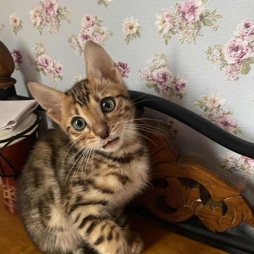 Бенгальские котята