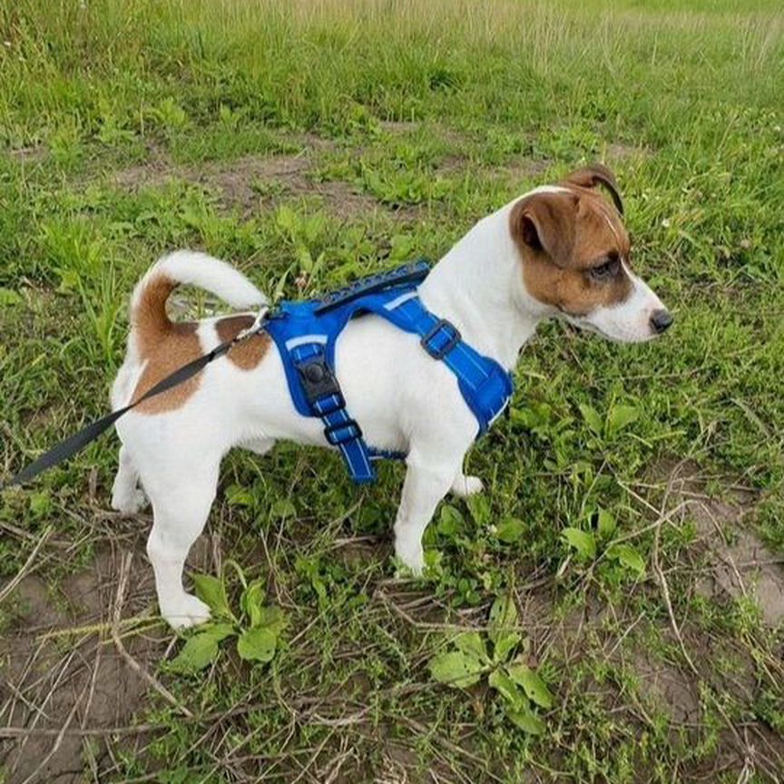 Джек рассел терьер для вязки. мальчик