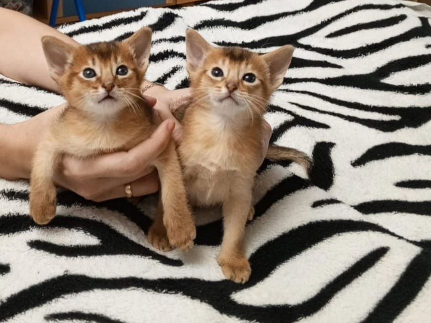 Абиссинские котята