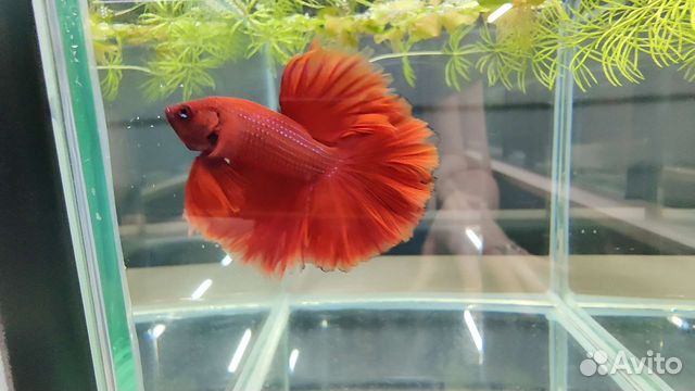 Петушок рыбка халфмун суперред