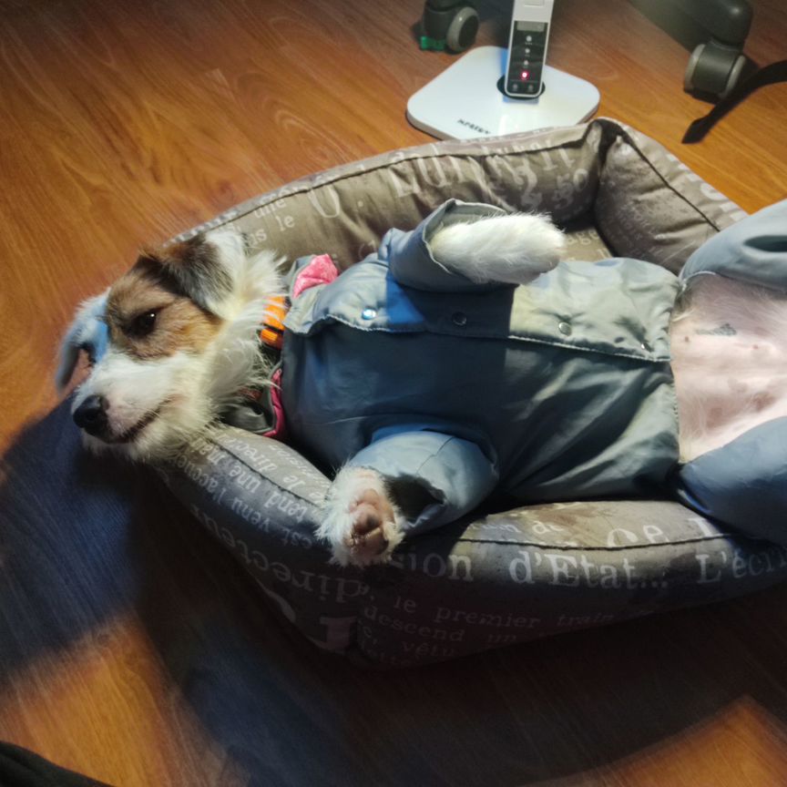 Зимний комбинезон для собаки девочки