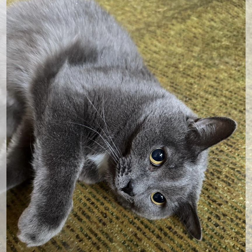 Котика хотят усыпить