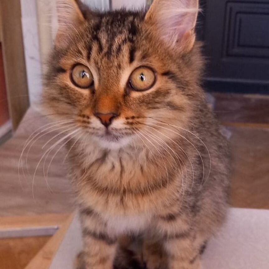 Котенок 4мес