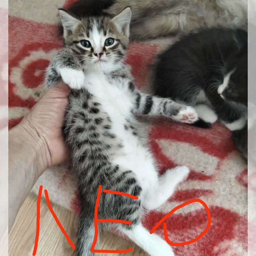 Котёнок в добрые руки
