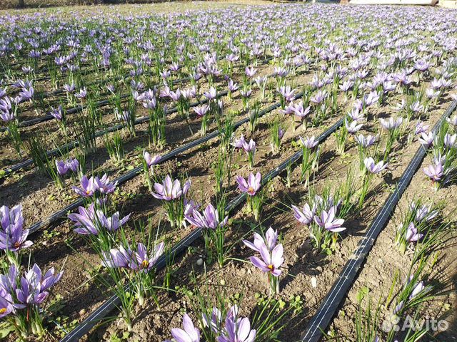Продаю луковицы шафрана (Crocus Sativus) купить в Симферополе | Товары ...