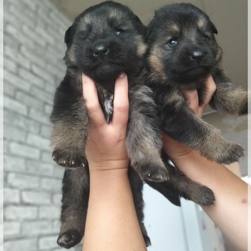 Немецкая овчарка, щенок