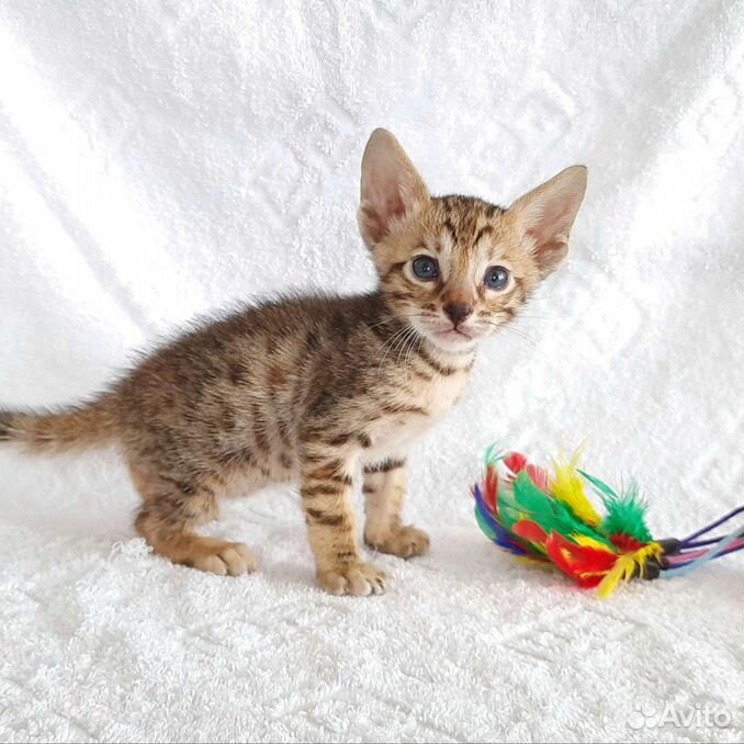 Ориентальная очаровашка