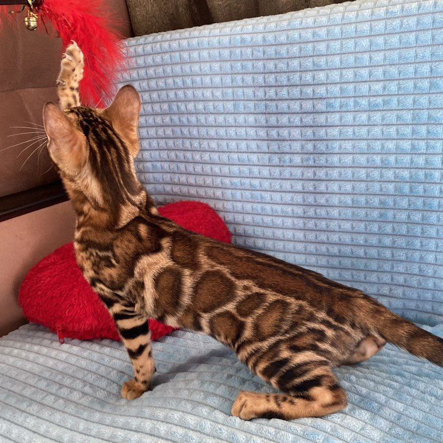 Бенгальские котята