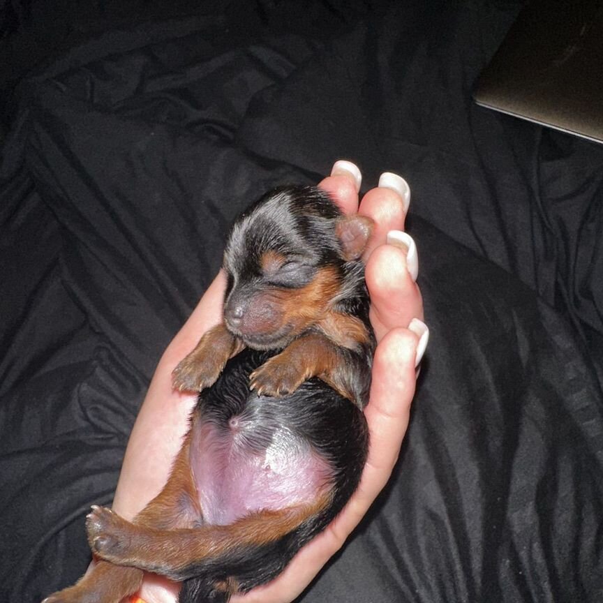 Йоркширский терьер мини беби фейс