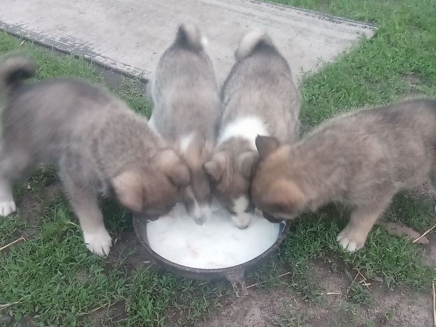 Щенки западно сибирской лайки, возрос 1,5 месяца