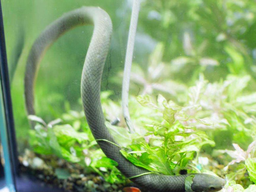 Каламоихт калабарский – ископаемая рыба-змея